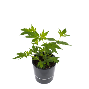 Hanfstecklinge kaufen | Gesunde & kräftige Cannabis Stecklinge